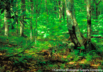 Lesson 1: Introduction to Ecosystems – Ecosystems